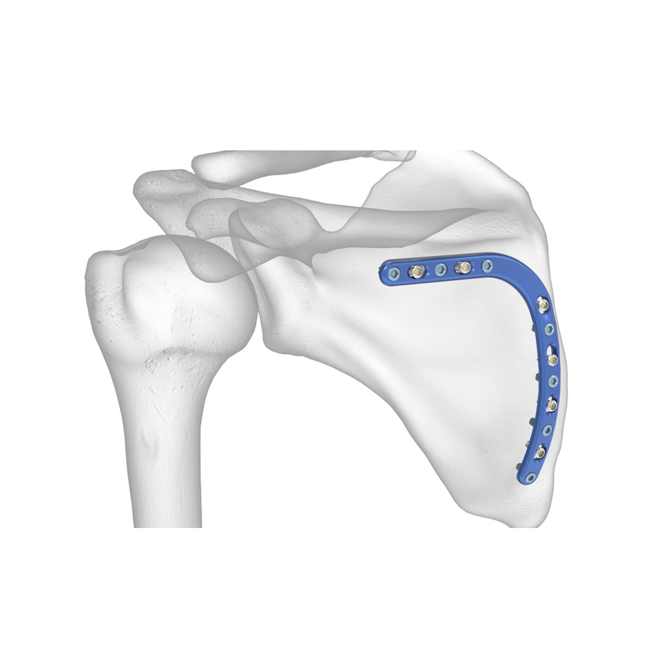 Productos - Escápula